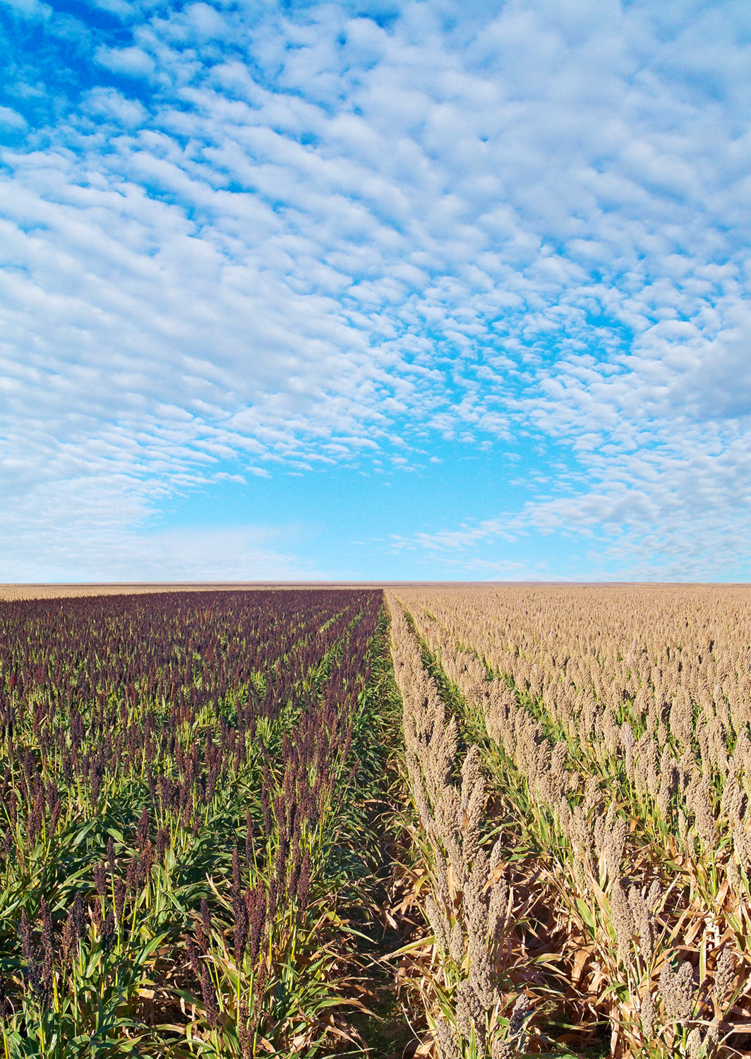 Types Of Sorghum Milling Options Food Applications Nu Life Market
